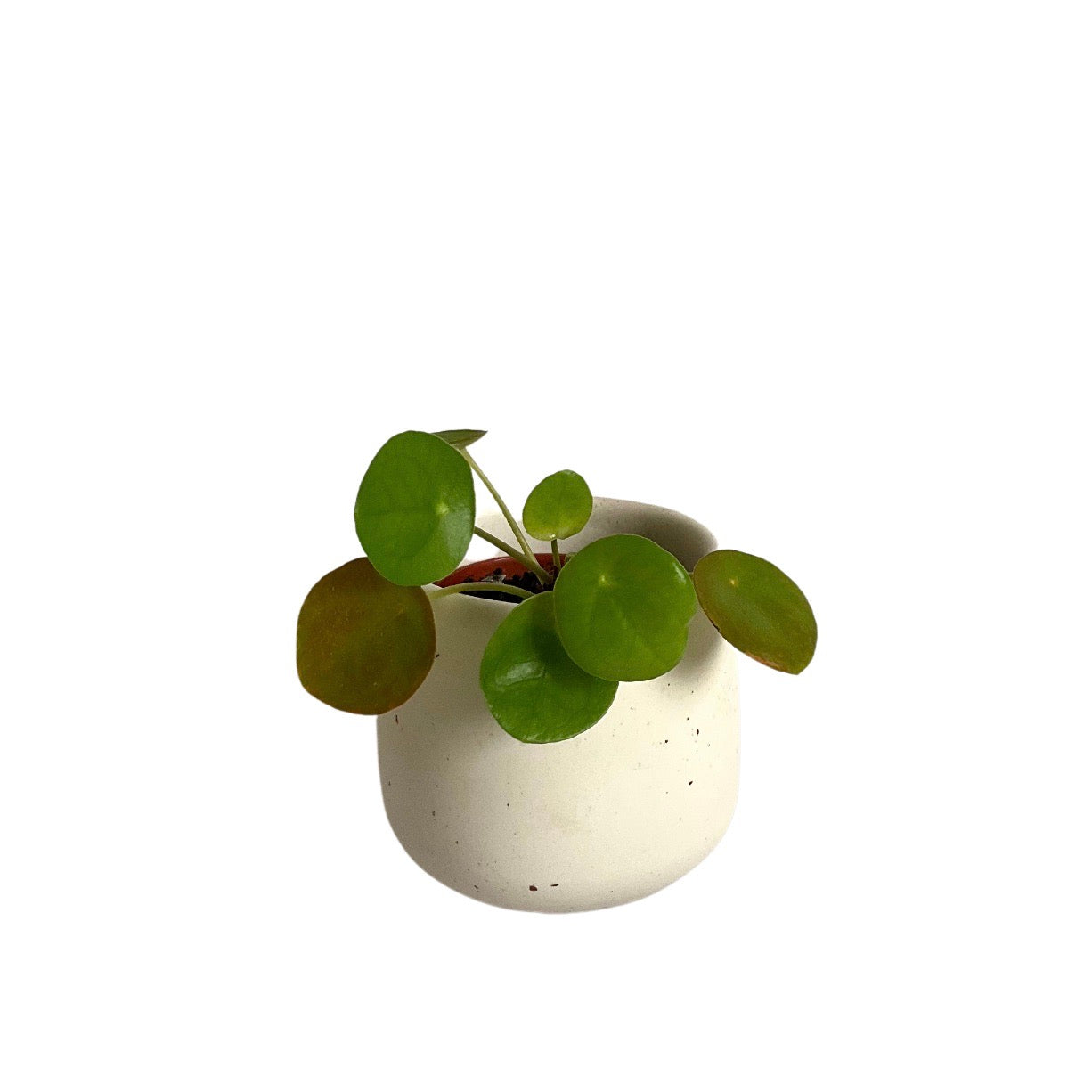 Mini Pilea D06 – Stvdio21